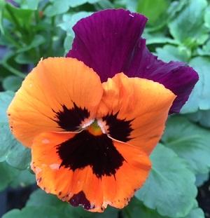 Pansy 'Inspire Purple & Orange'